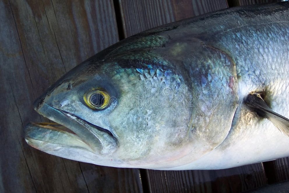 Big Bad Bluefish stock image. Image of chesapeake, bluefish - 40411