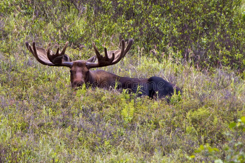 Big Bad Bull stock image. Image of life, animal, velvet - 16085765
