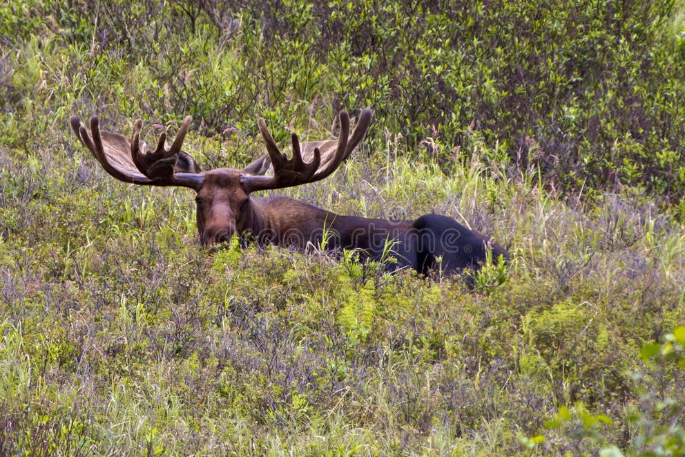 Big Bad Bull stock image. Image of life, animal, velvet - 16085765