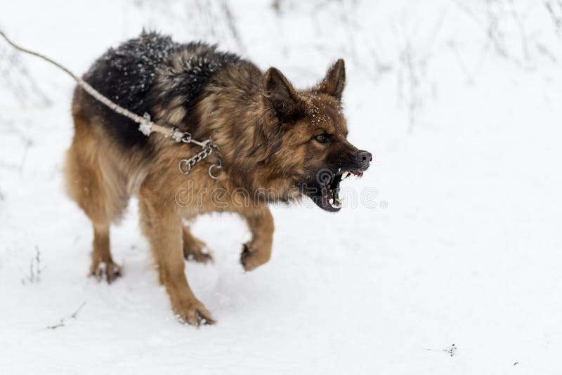 Angry Black German Shepherd