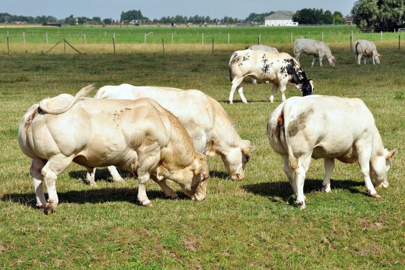 Big bad muscular bull stock photo. Image of meat, grass - 24626758