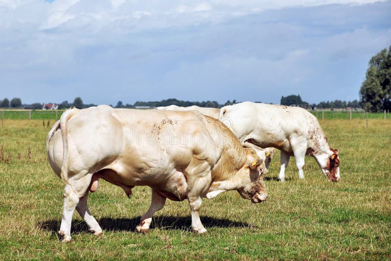 Big bad muscular bull stock photo. Image of outdoors - 24636144