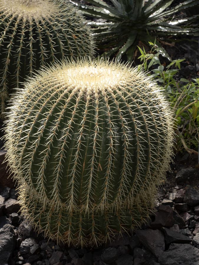 Big Balls of Cactus Genus Echinocactus, are Covered with Sharp Thorns ...