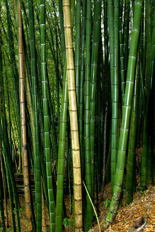 Big bamboo stock image. Image of field, vegetable, forrest - 2709193