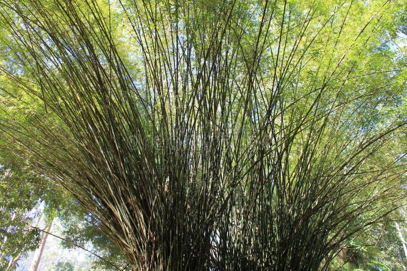 Big bamboo stock photo. Image of travel, bamboo, sunset - 42612886