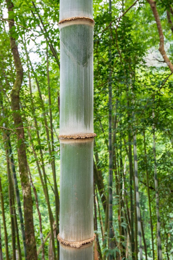 Big Bamboo Tree in the Real Forest. Stock Image - Image of abstract ...