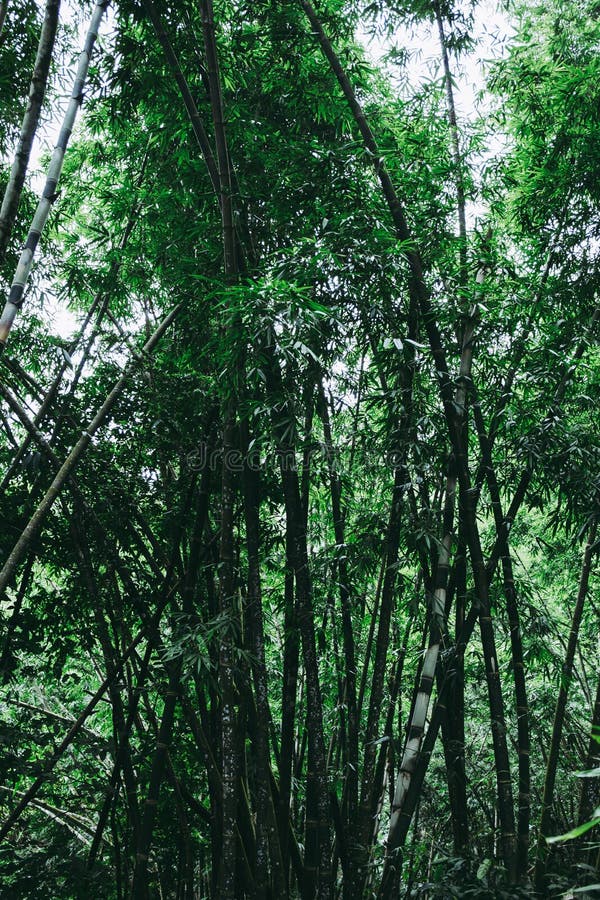 Big Bamboo Tree in the Real Forest. Stock Image - Image of landscape ...