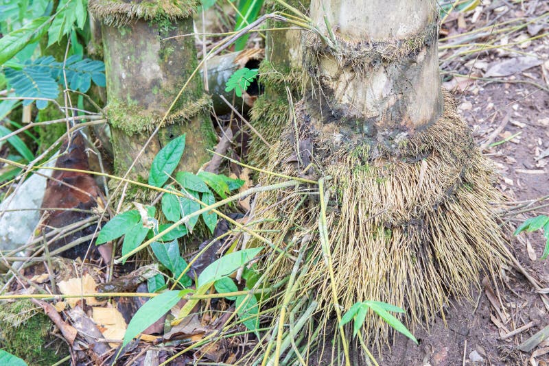 Big Bamboo Tree Root in the Real Forest. Stock Image - Image of color ...