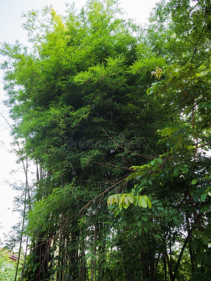 Big bamboo trees stock image. Image of wooden, oriental - 148062107