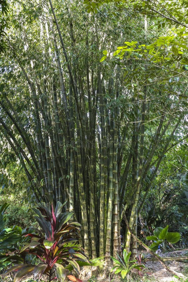 Big Bamboo Trees on Maui Island, Hawaii Stock Photo - Image of colorful ...