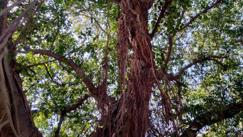 A big banyan tree stock image. Image of jungle, produce - 274708421