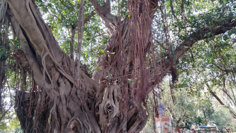 A big banyan tree stock image. Image of jungle, produce - 274708421