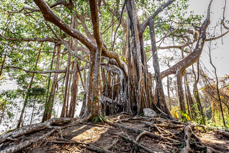 Big Tree Deep in Rainforest Borneo Stock Photo - Image of outdoor ...