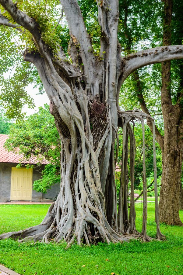 Big banyan tree stock image. Image of octopoid, forest - 83855651
