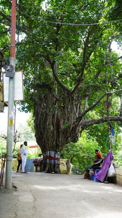 Big banyan tree image hd editorial stock photo. Image of season - 268130388