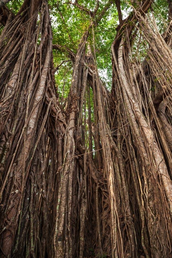 Big banyan tree in India stock image. Image of park - 145941307