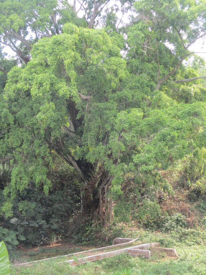 Big banyan tree stock image. Image of thicket, flower - 256713545