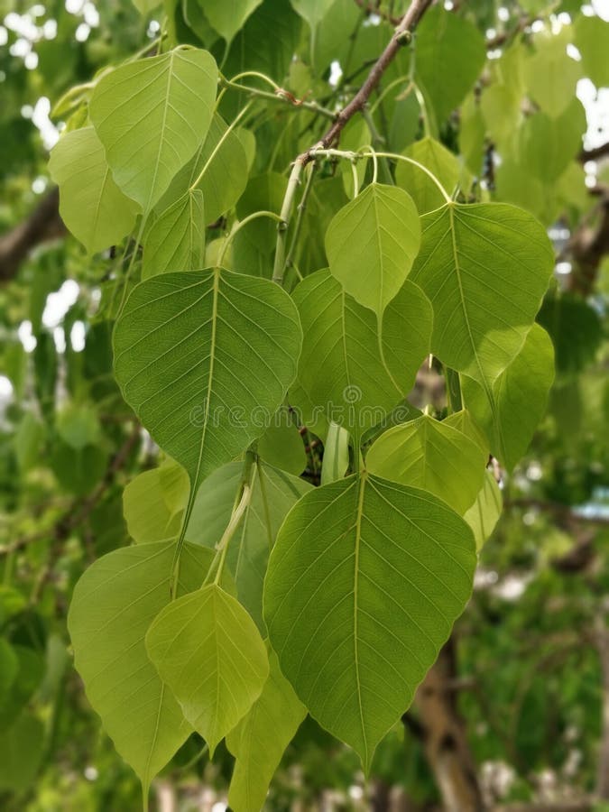 Banyan Tree Leaves stock image. Image of tree, environment - 10339843