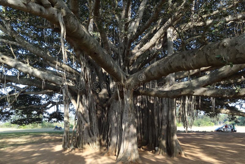 Big Banyan Tree Natural Beauty Editorial Stock Image - Image of huge ...