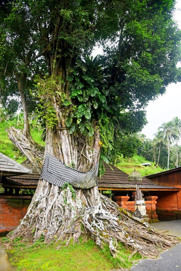 Big Banyan Tree,with Old Root Texture,growth in the Temple Area Stock ...