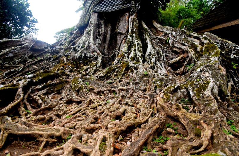 Big Banyan Tree,with Old Root Texture,growth in the Temple Area Stock ...