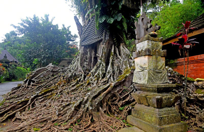 Big Banyan Tree,with Old Root Texture,growth in the Temple Area Stock ...