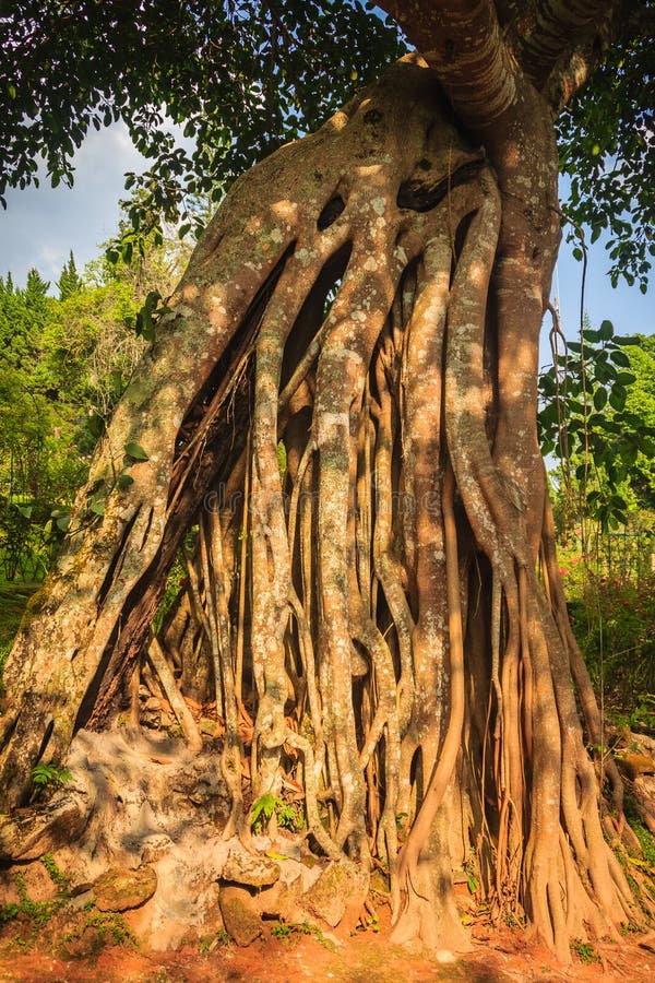 Big Banyan Tree Trunk at Roadside in the Park. Stock Image - Image of ...