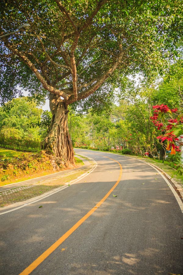 Big Banyan Tree Trunk at Roadside in the Park. Stock Photo - Image of ...