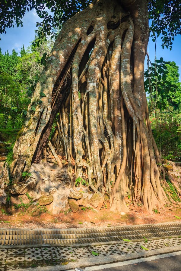 Big Banyan Tree Trunk at Roadside in the Park. Stock Image - Image of ...