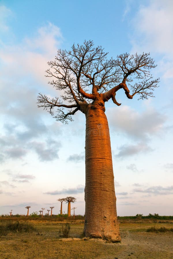 Baobab at sunset stock image. Image of scene, sunset - 21552855