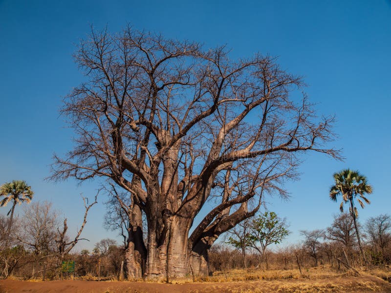 Baobab Tree stock photo. Image of giant, huge, trunks - 1023006