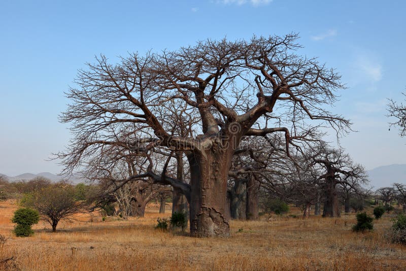 Baobab trees in Africa stock image. Image of monkey - 137654543
