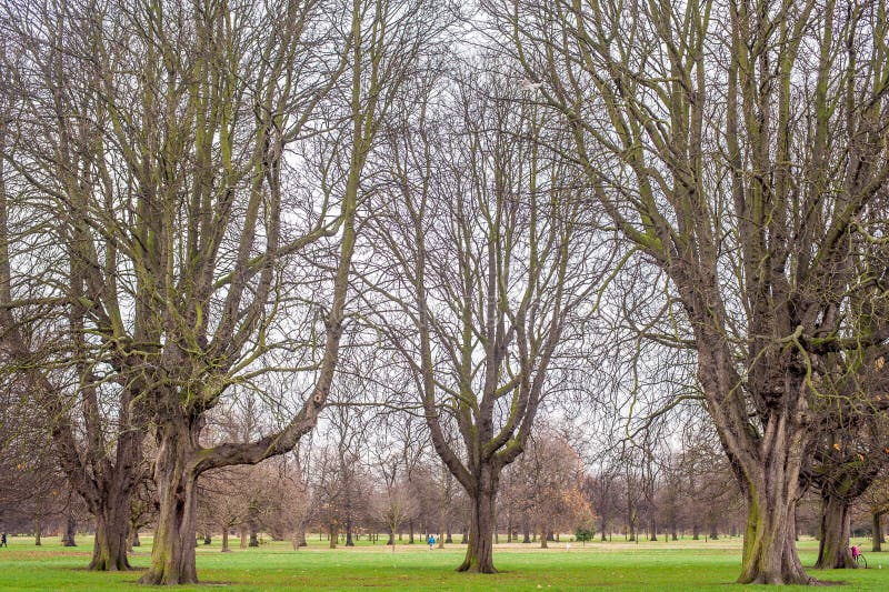 Big Bare Tree at Autumn stock photo. Image of plant, park - 48928530