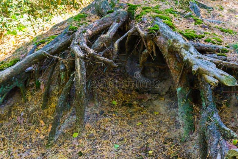 Underground Tunnel of Big Bare Roots Under a Tree in the Forest Stock ...