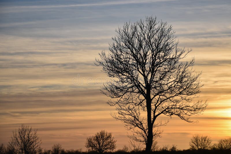Big Bare Tree Silhouette by Sunset Stock Image - Image of orange, lone ...