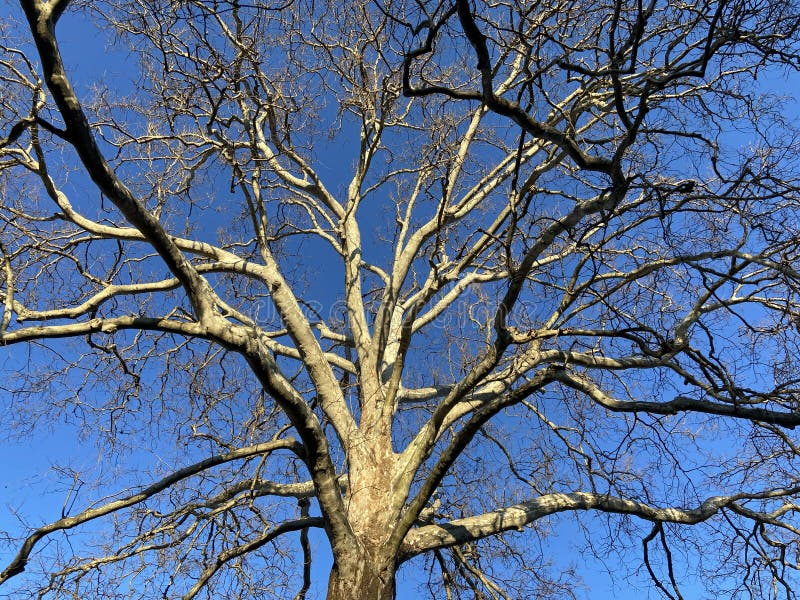 Big Bare Winter February Tree Blue Sky Stock Photos - Free & Royalty ...