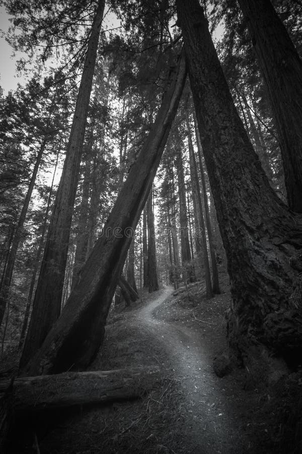 Big Basin State Park stock photo. Image of national, peace - 63651968