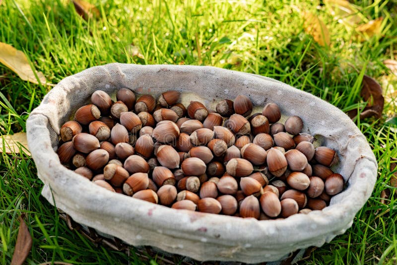 Big Basket of Raw Hazelnut Nuts in the Nutshell in the Garden Stock ...