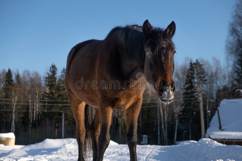 Big Bay Horse in a Funny Pose. Snowy Lips. Stock Image - Image of ...