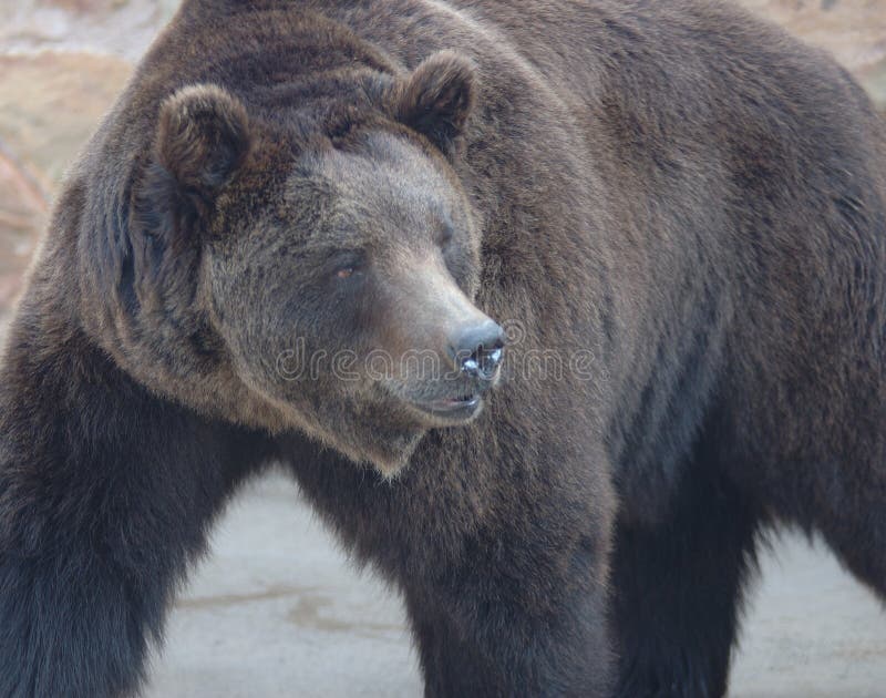 Big bear stock image. Image of wild, park, wildlife, stalking - 358073