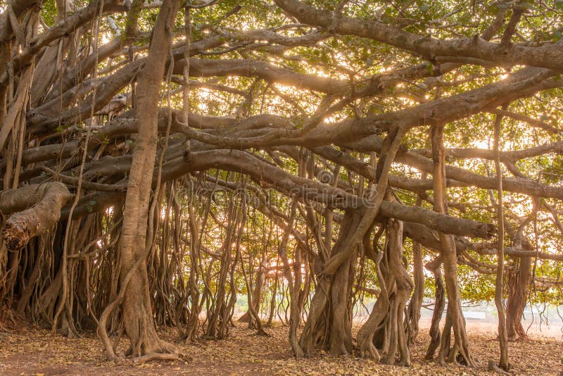 Big beautiful banyan tree stock photo. Image of grown - 92804236