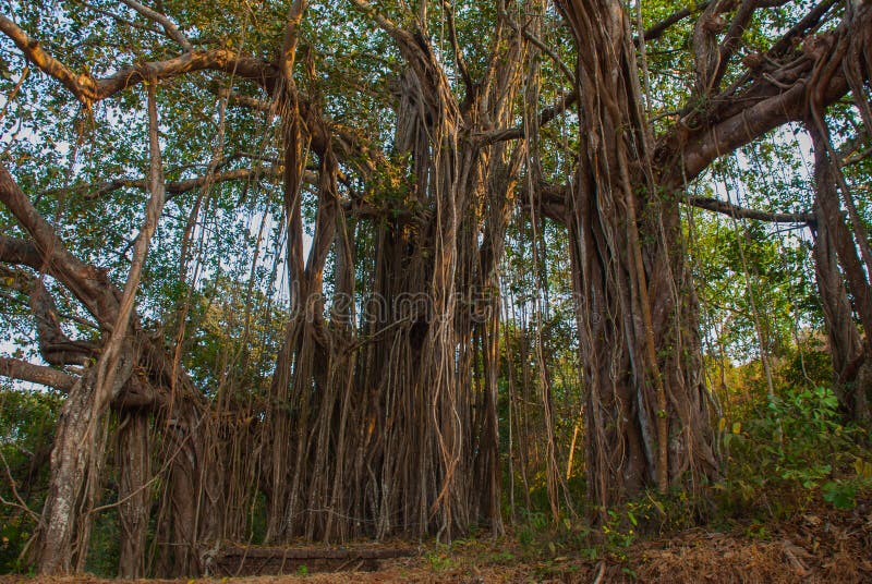 Big beautiful banyan tree stock image. Image of decorative - 74591485
