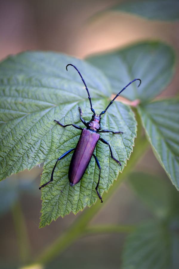 Garden beetle stock photo. Image of beetle, green, nature - 124458204