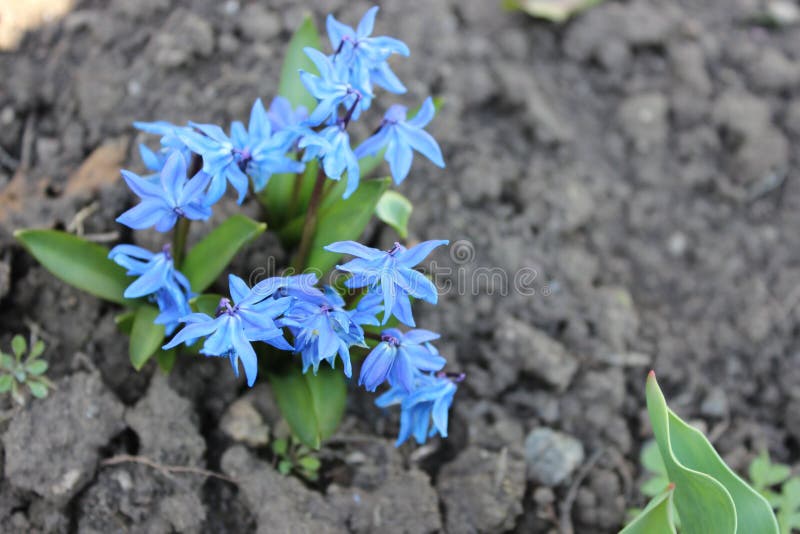 Big Beautiful Blue Hyacinth Flower. Early Spring, Stock Photo - Image ...