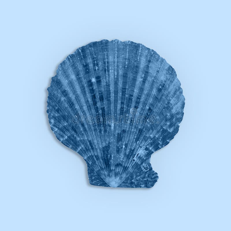 Blue Seashell stock photo. Image of marine, background - 12769122