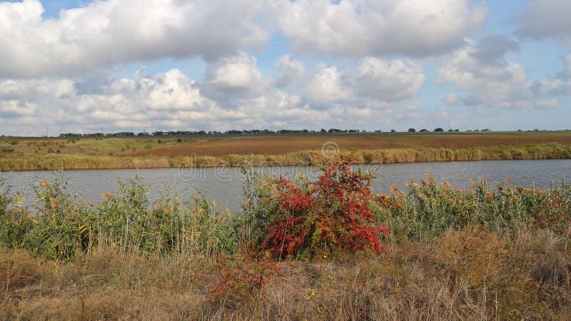 Big Beautiful Bush of Red Rose Hips on the Background of the River and ...