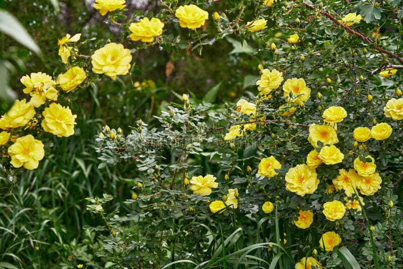 Big Beautiful Bush with Yellow Roses Stock Photo - Image of flora ...