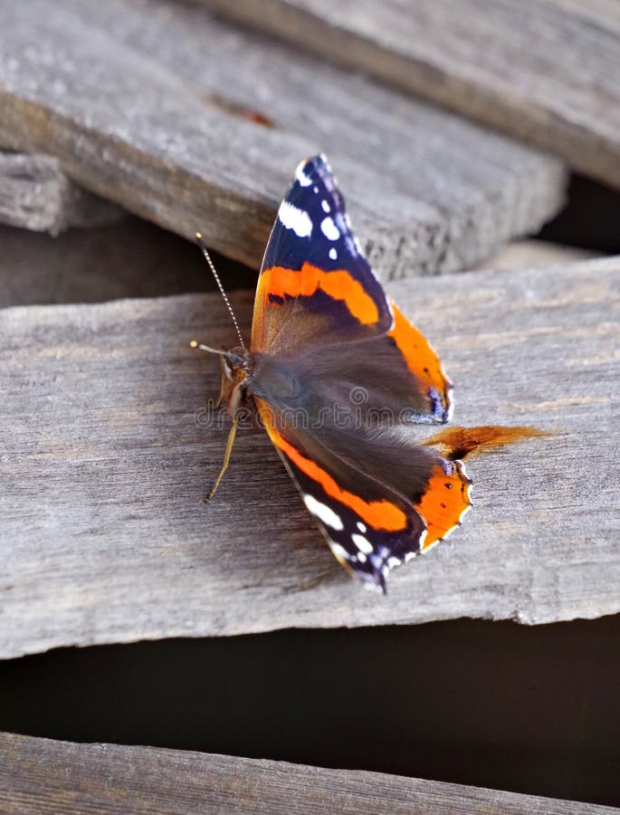 Big beautiful butterfly stock image. Image of perfection - 101854535