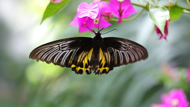 Beautiful Butterfly Gently Opening and Closing Wings Stock Footage ...
