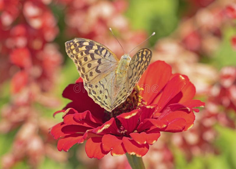 Big beautiful butterfly stock photo. Image of environment - 235274080